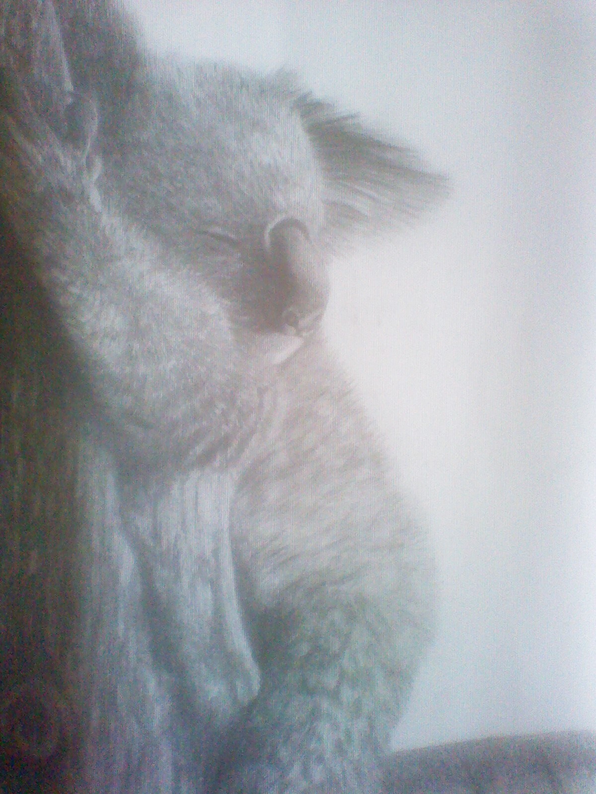 ArtStation - Koala pencil drawing