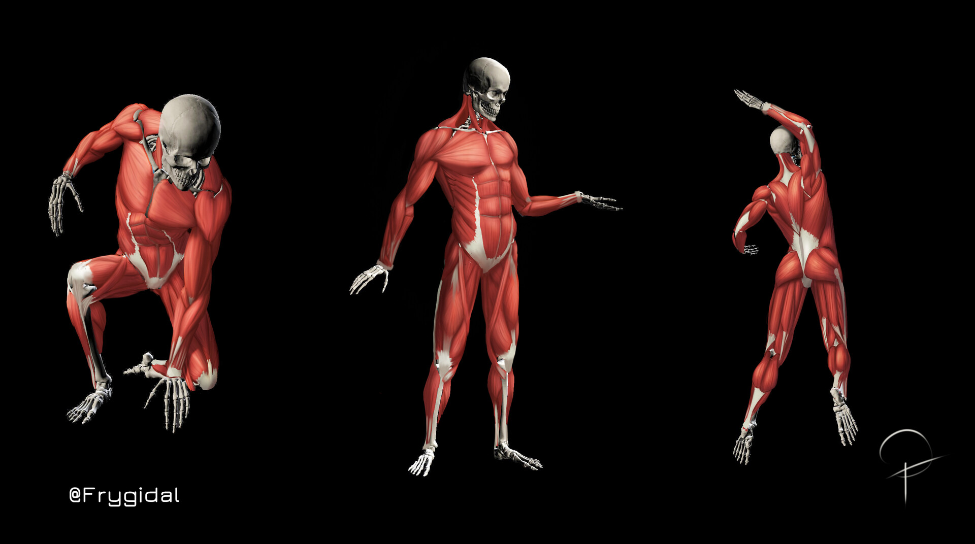 ArtStation - Muscles studies