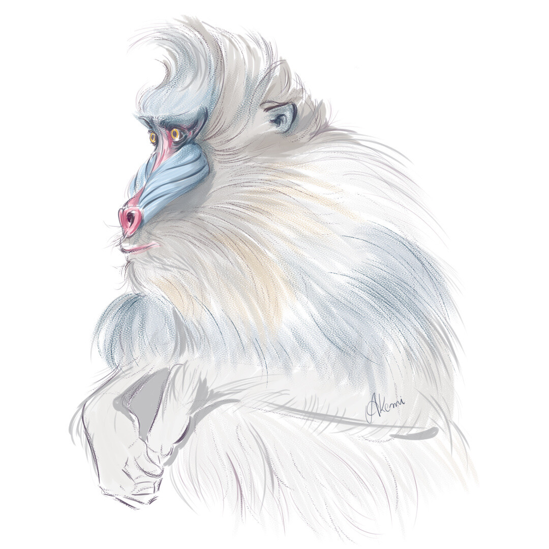 ArtStation - Mandrill