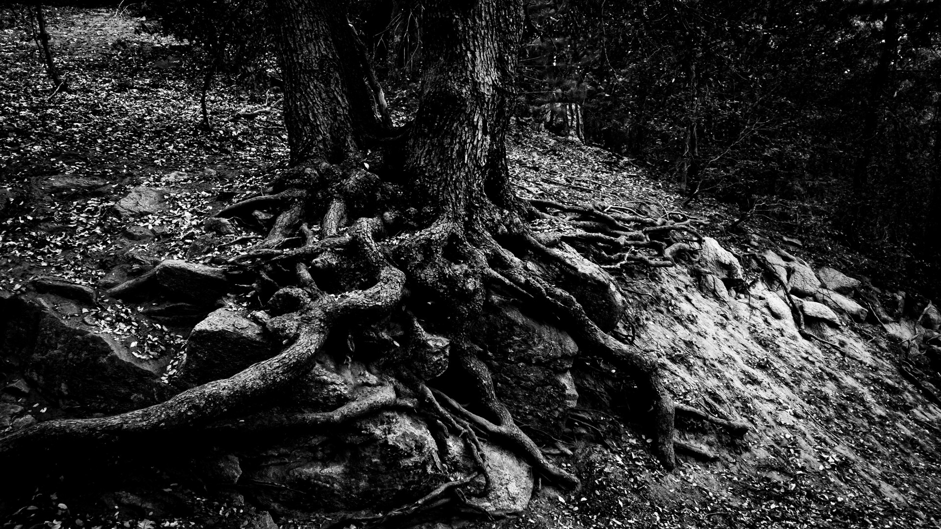 ArtStation - B&W Textures and Landscapes