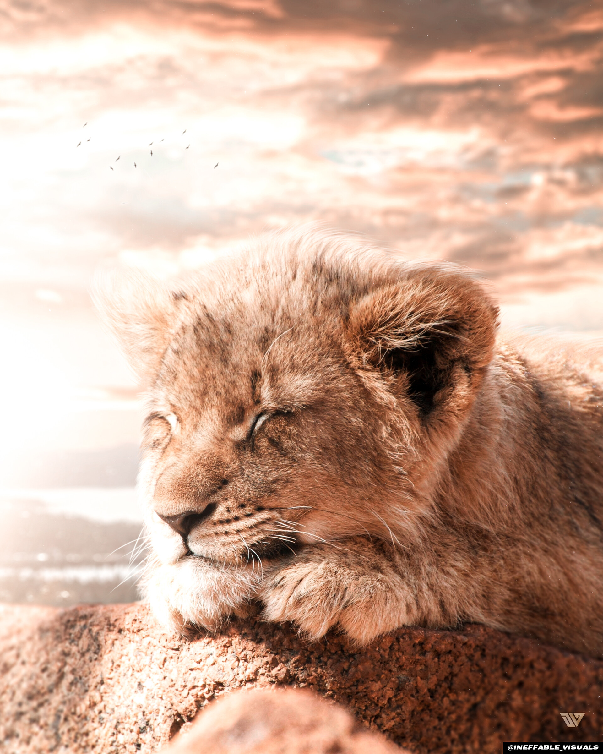 ArtStation - Lion under the sun