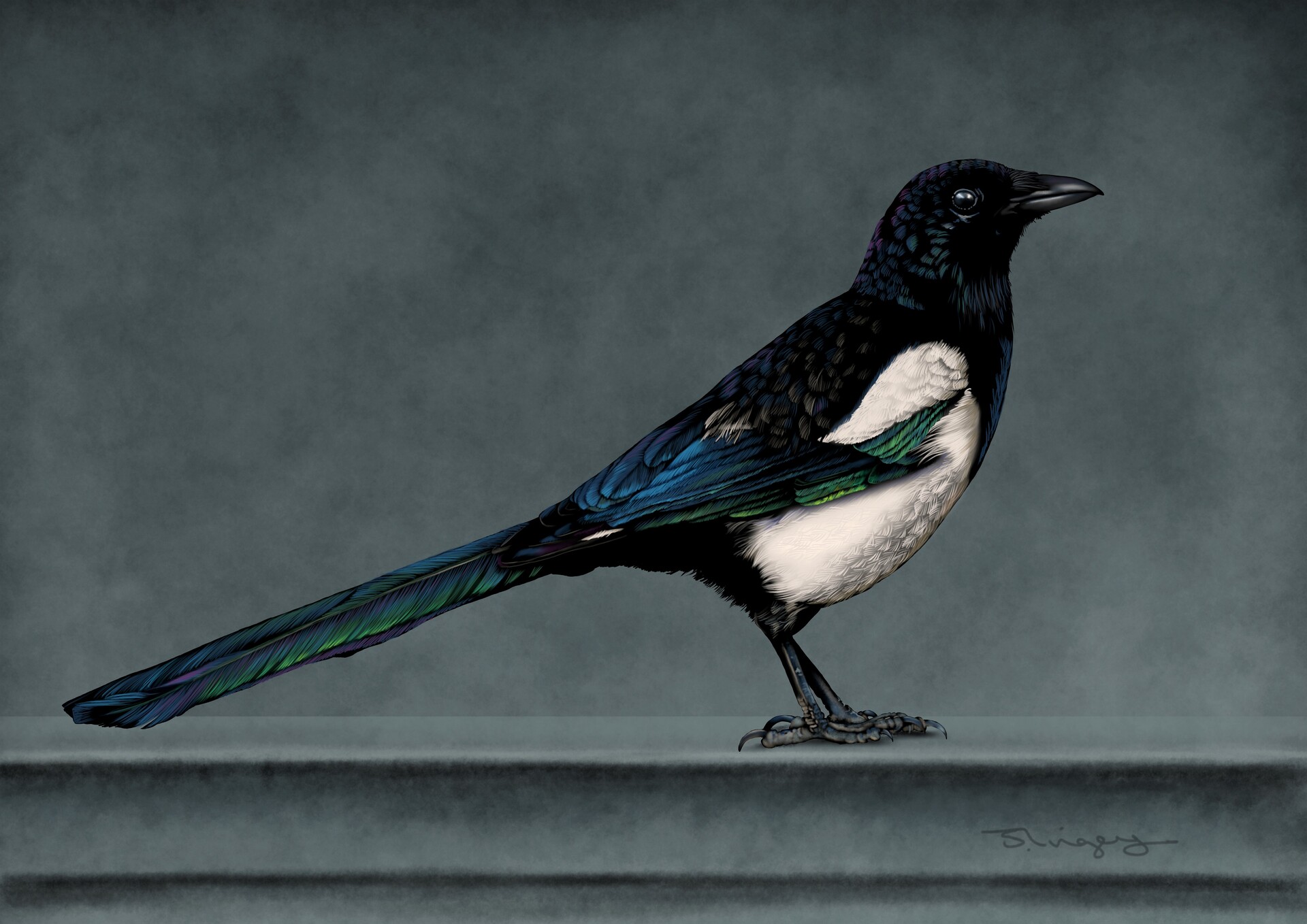 ArtStation - British Corvids - Magpie