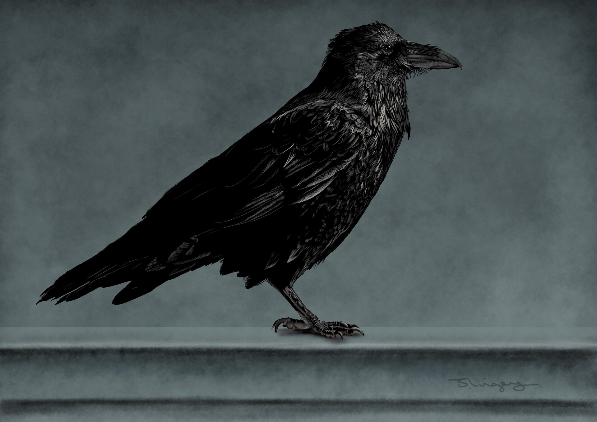 ArtStation - British Corvids - Raven