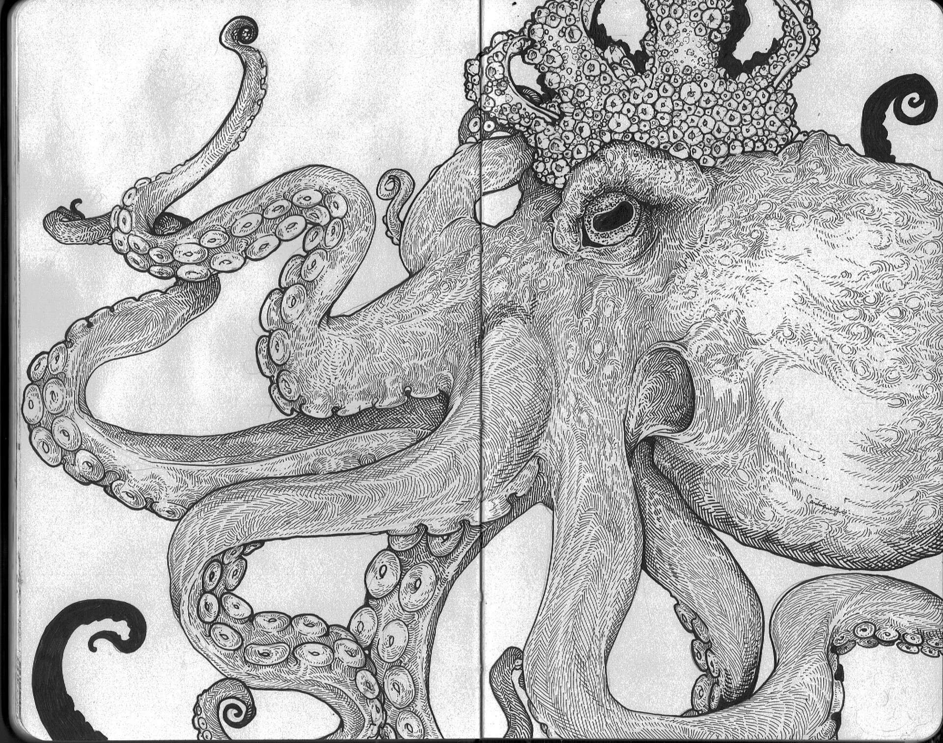 Candace Breakell - Octopus