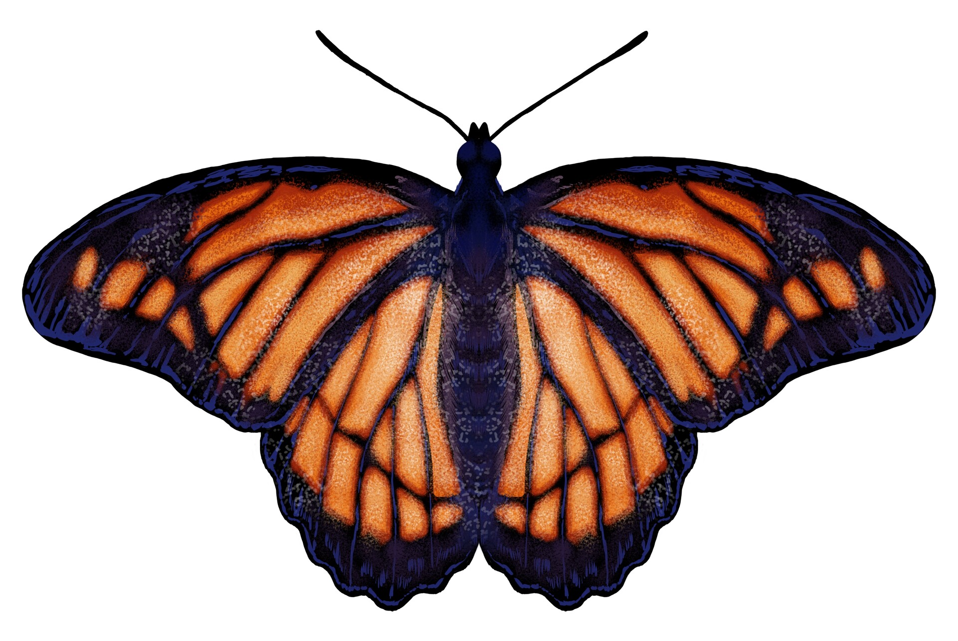 ArtStation - Orange Butterfly WIP