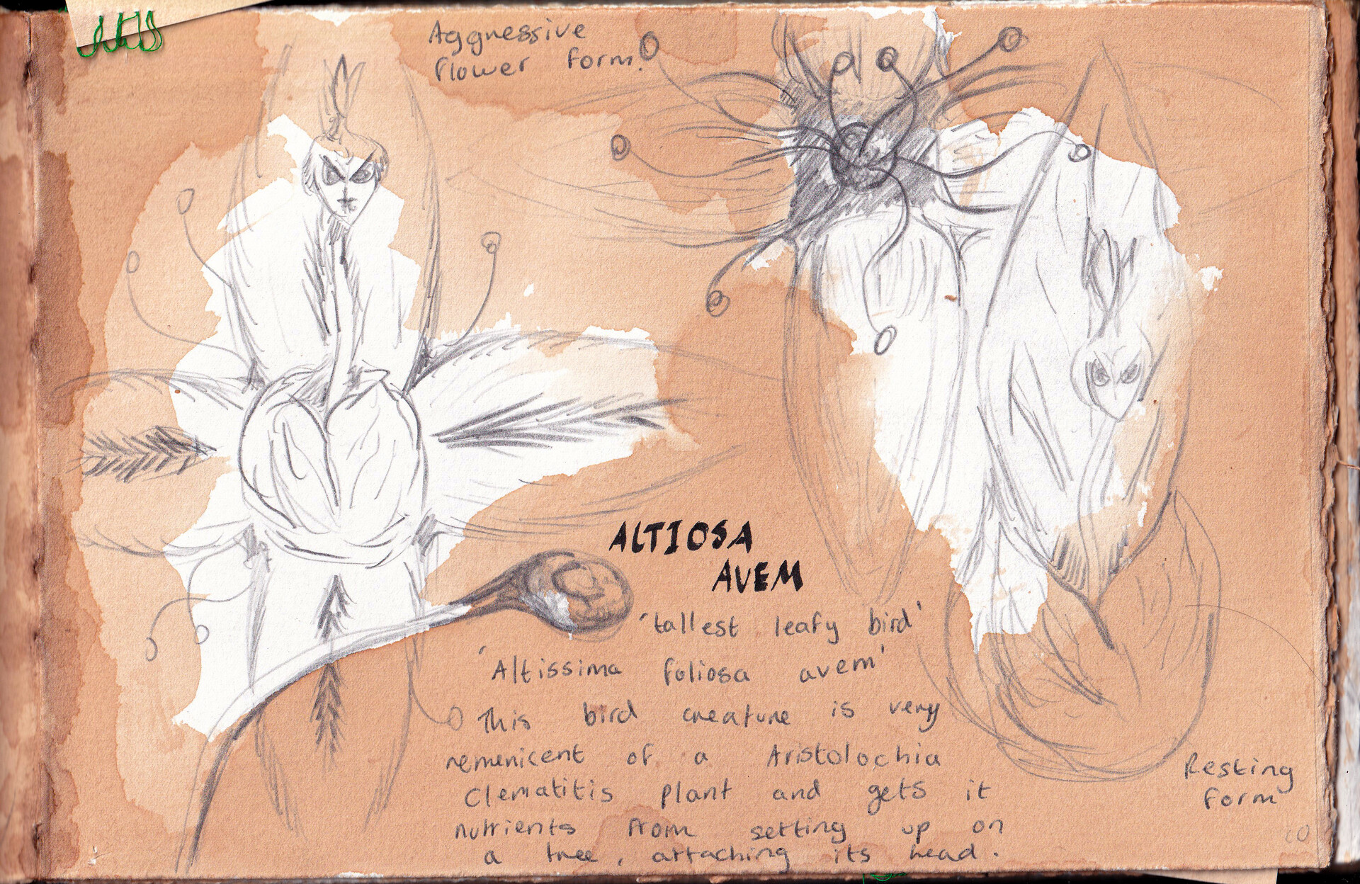 Charlie Ellis - Field Guide to the Creatures of 'Terrablitus'