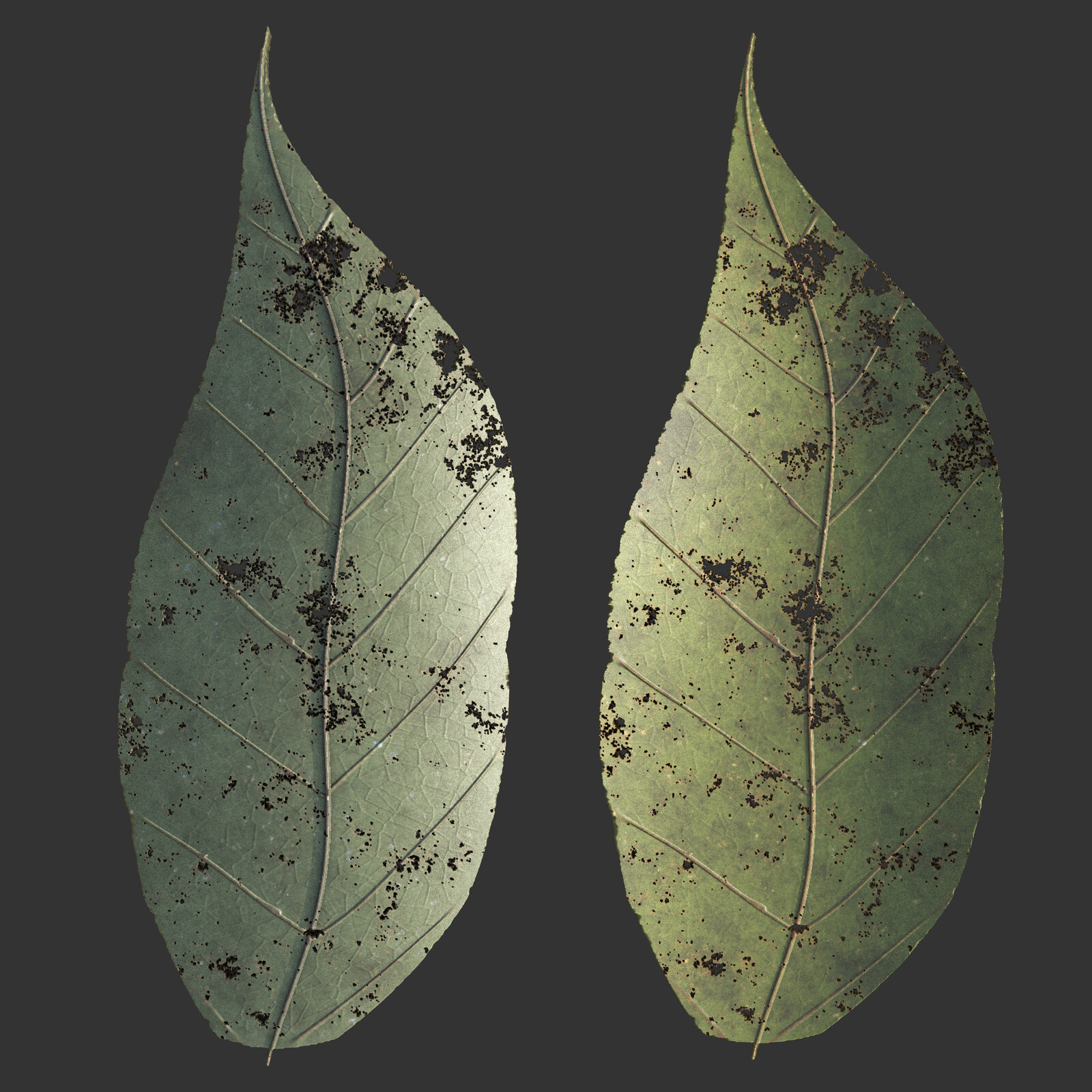 TextureCan - Leaf Generator