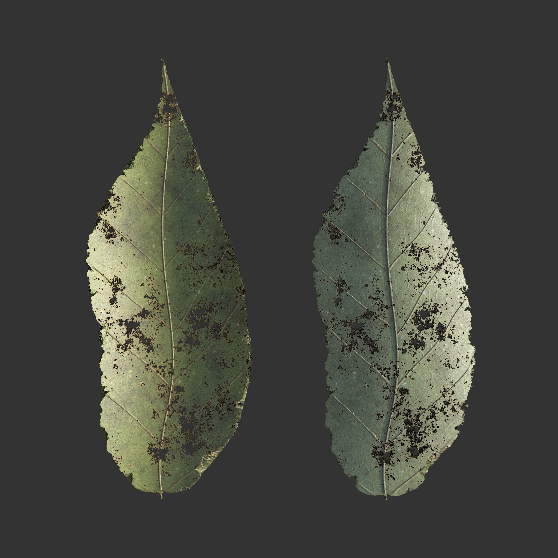 TextureCan - Leaf Generator