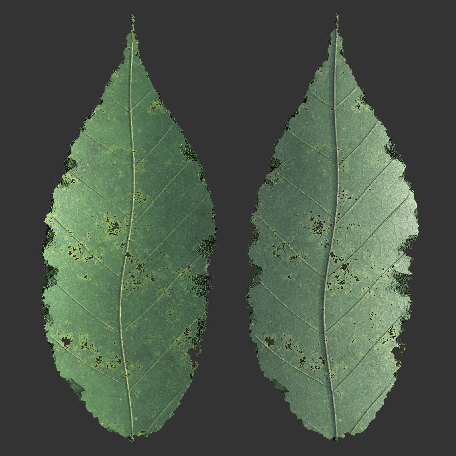 TextureCan - Leaf Generator