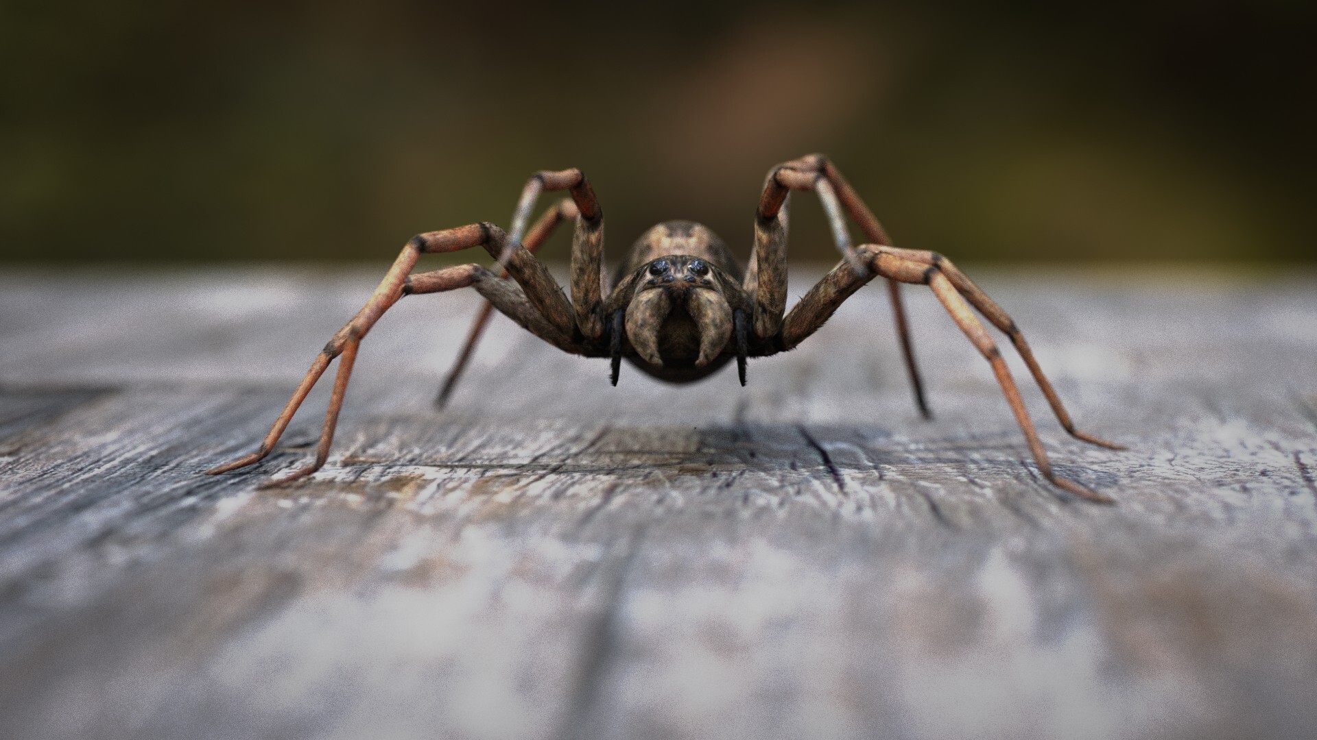 ArtStation - Wolf Spider