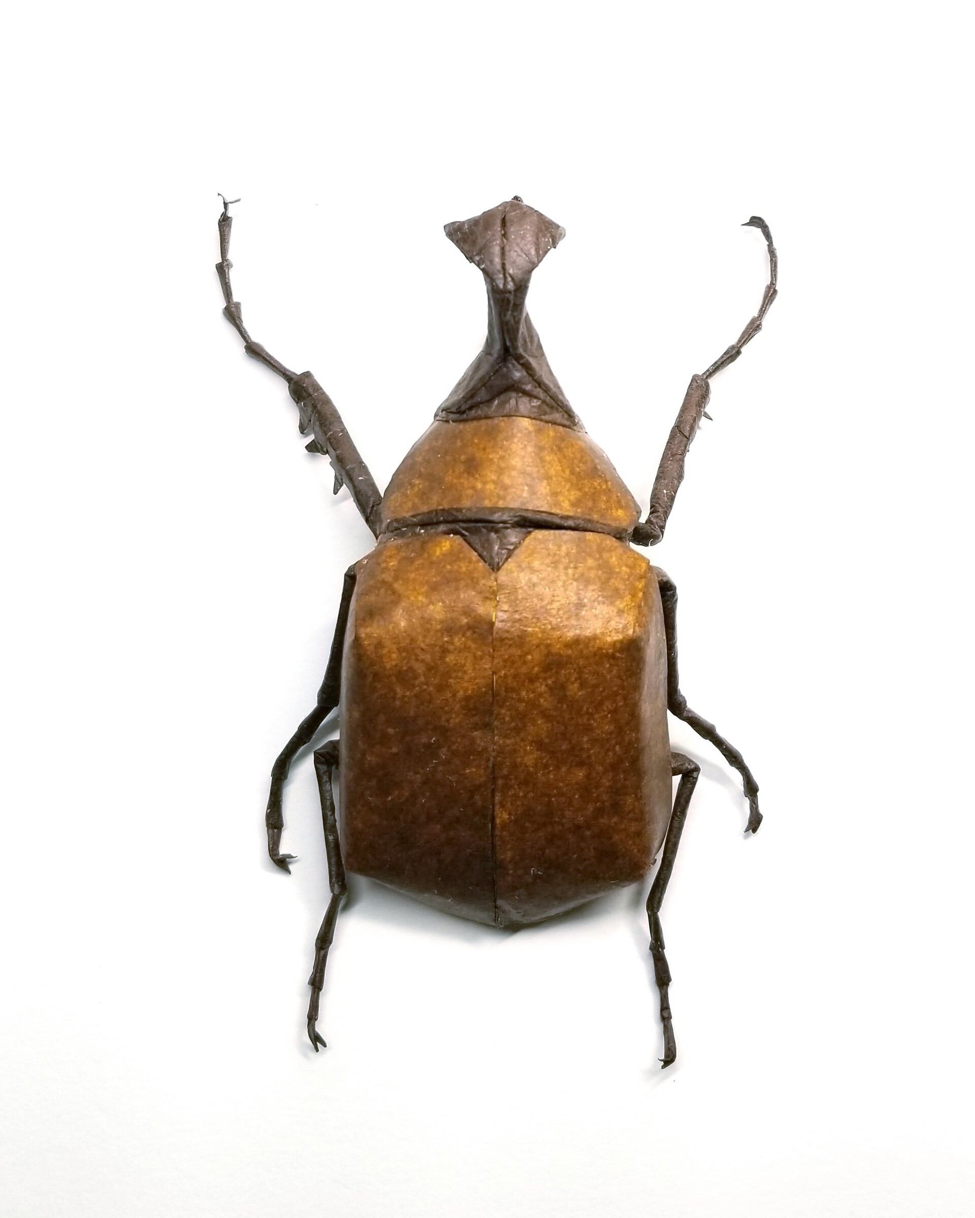 Drew Heskett - Golofa Beetle