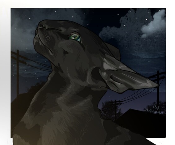 ArtStation - Cat and night