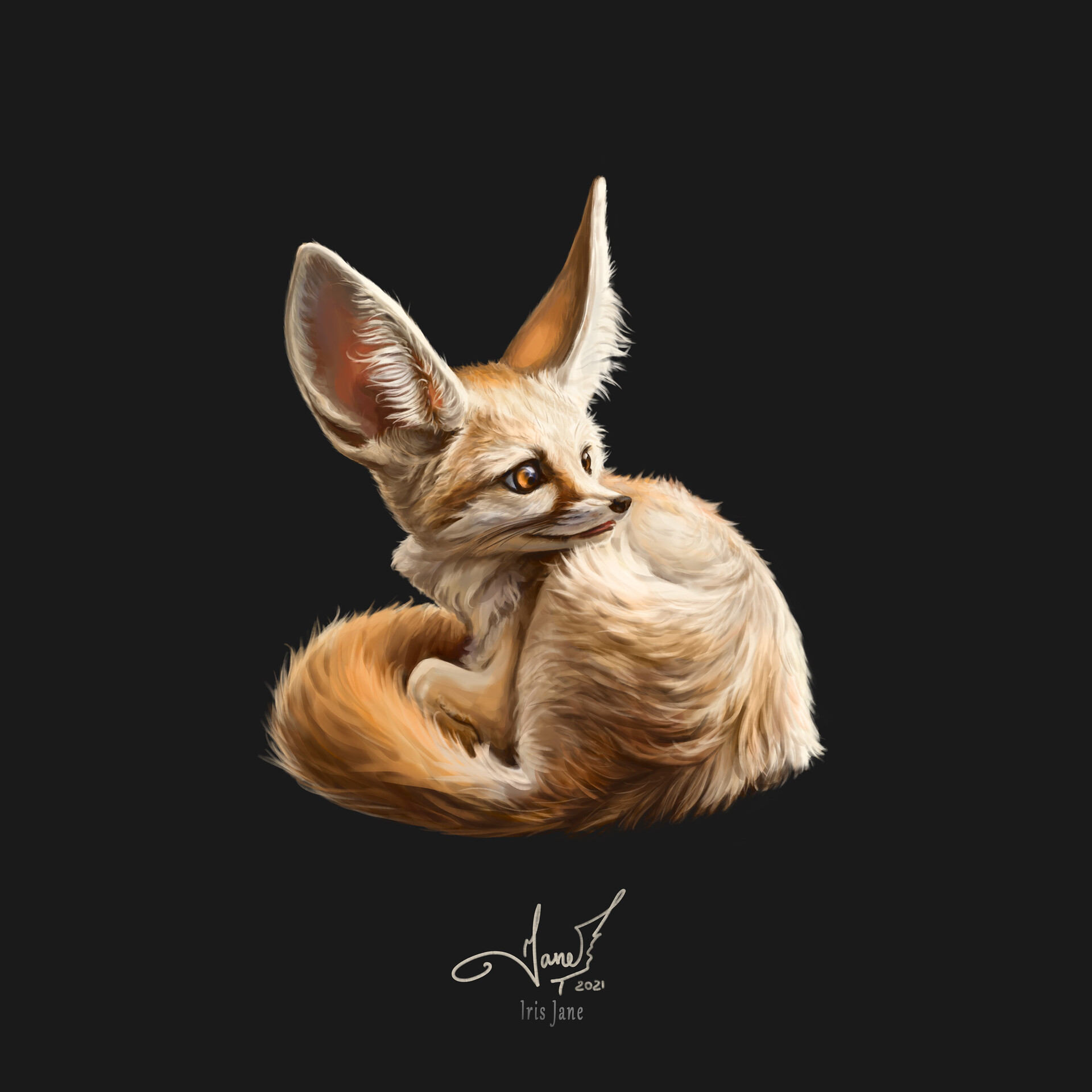 Fennec Fox Drawing