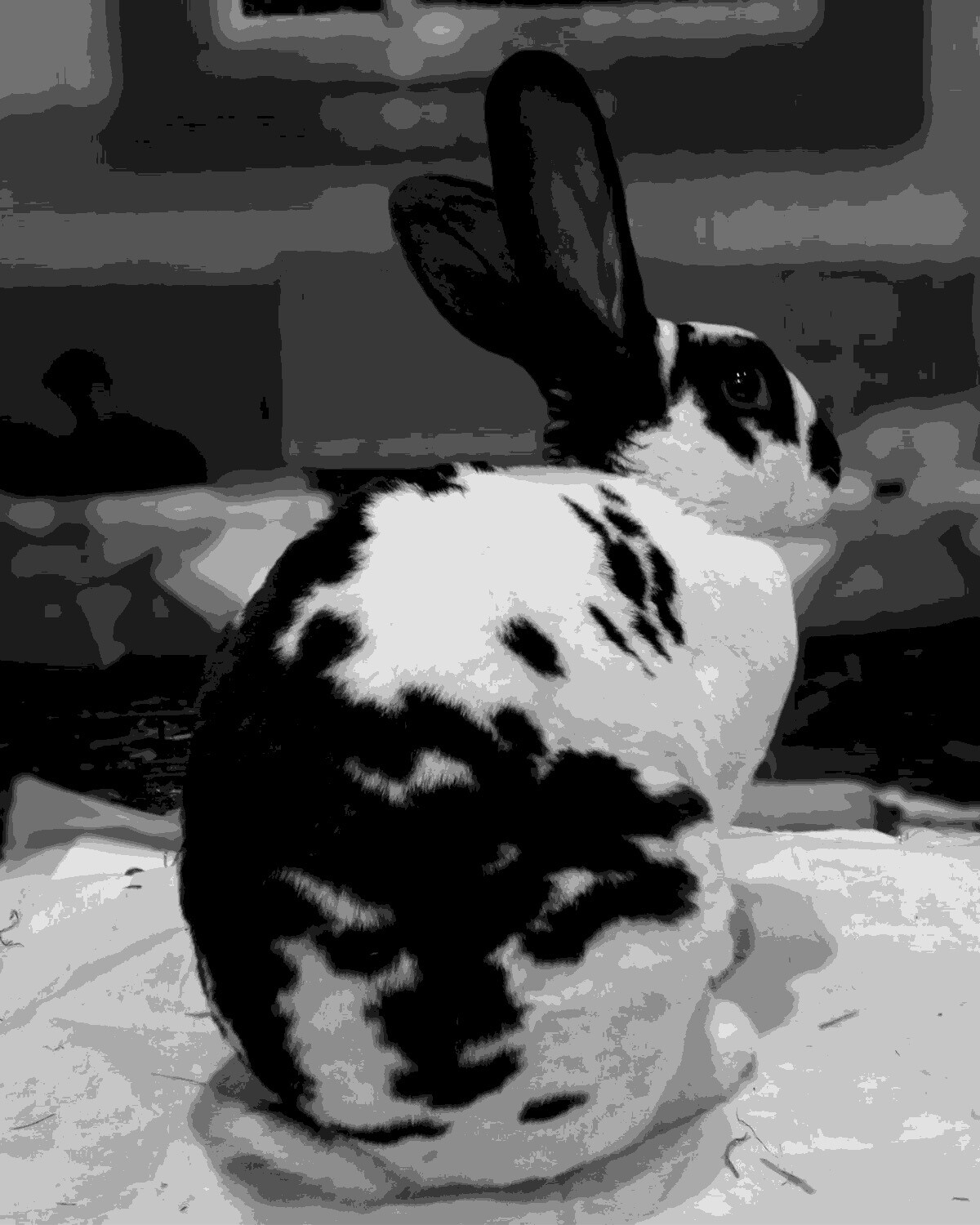 Heidi Hack - Thumper