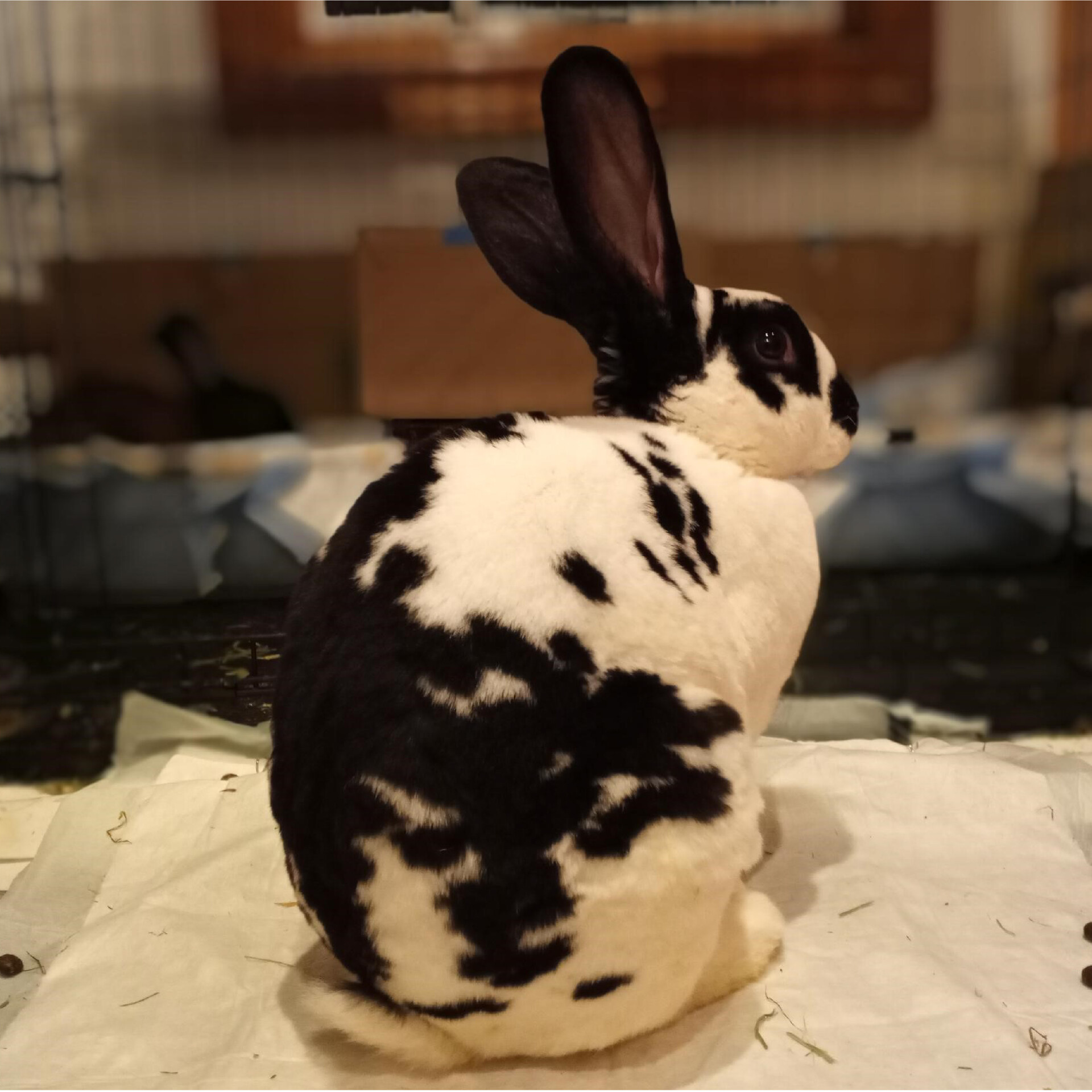 Heidi Hack - Thumper