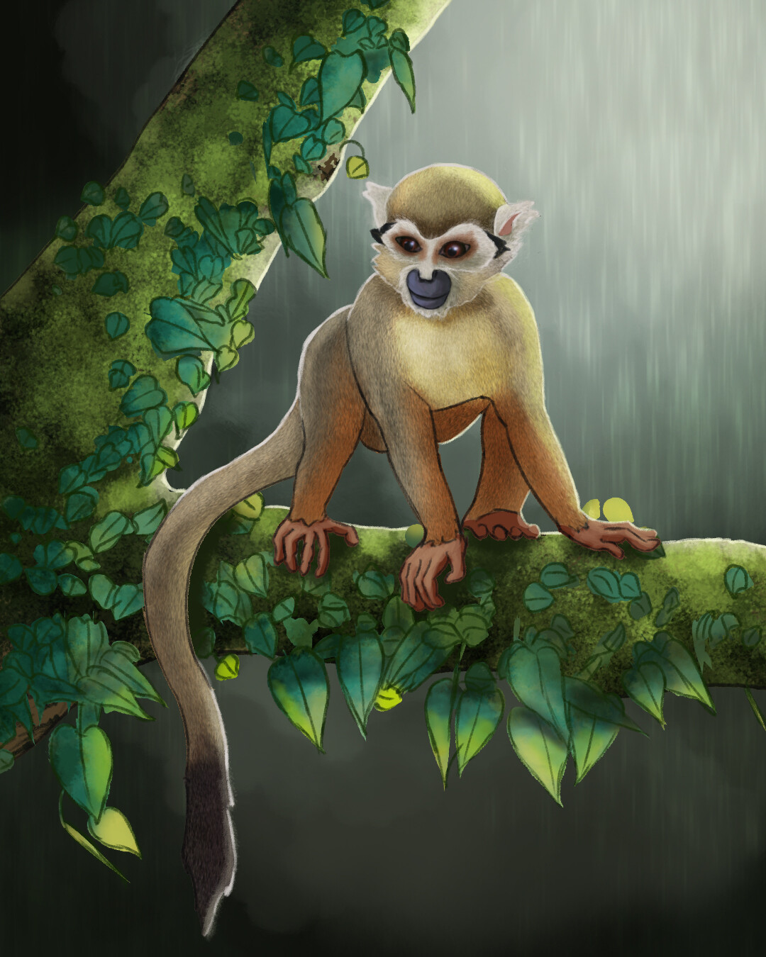 Squirrel Monkey Drawing For Kids