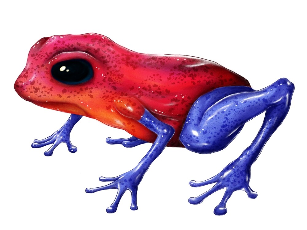 Strawberry Poison Dart Frog
