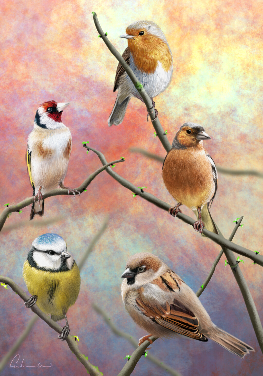 how to draw british garden birds