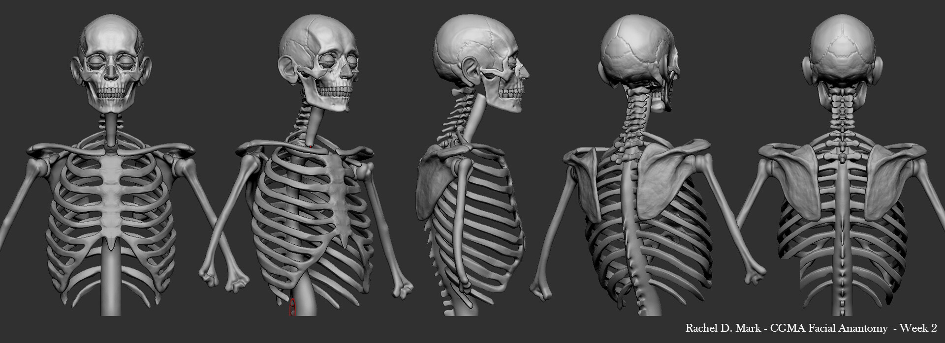 ArtStation - Facial Anatomy