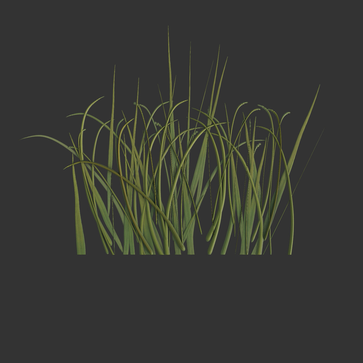 Tall Grass Texture Alpha