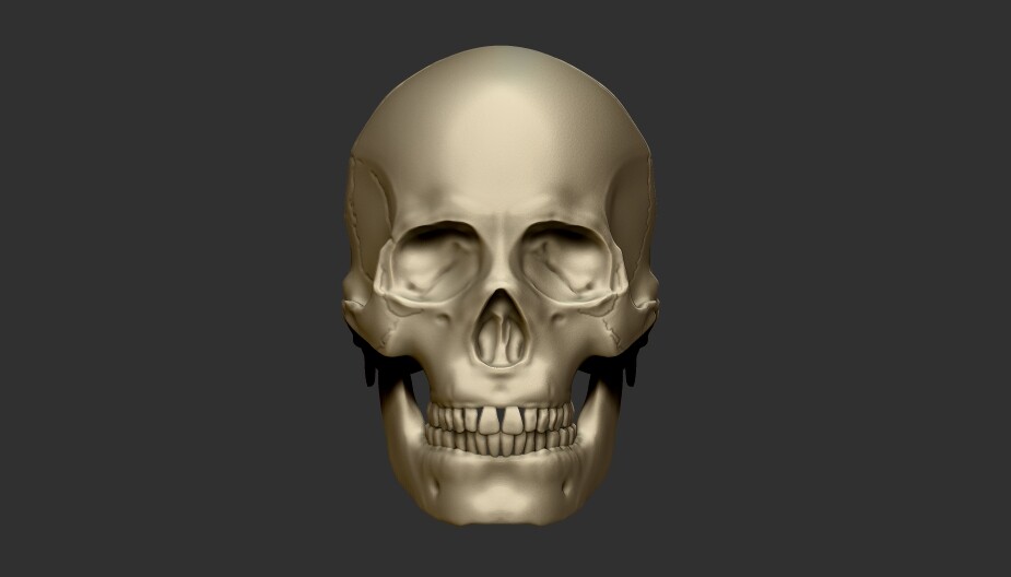 ArtStation - head skull anatomy practice