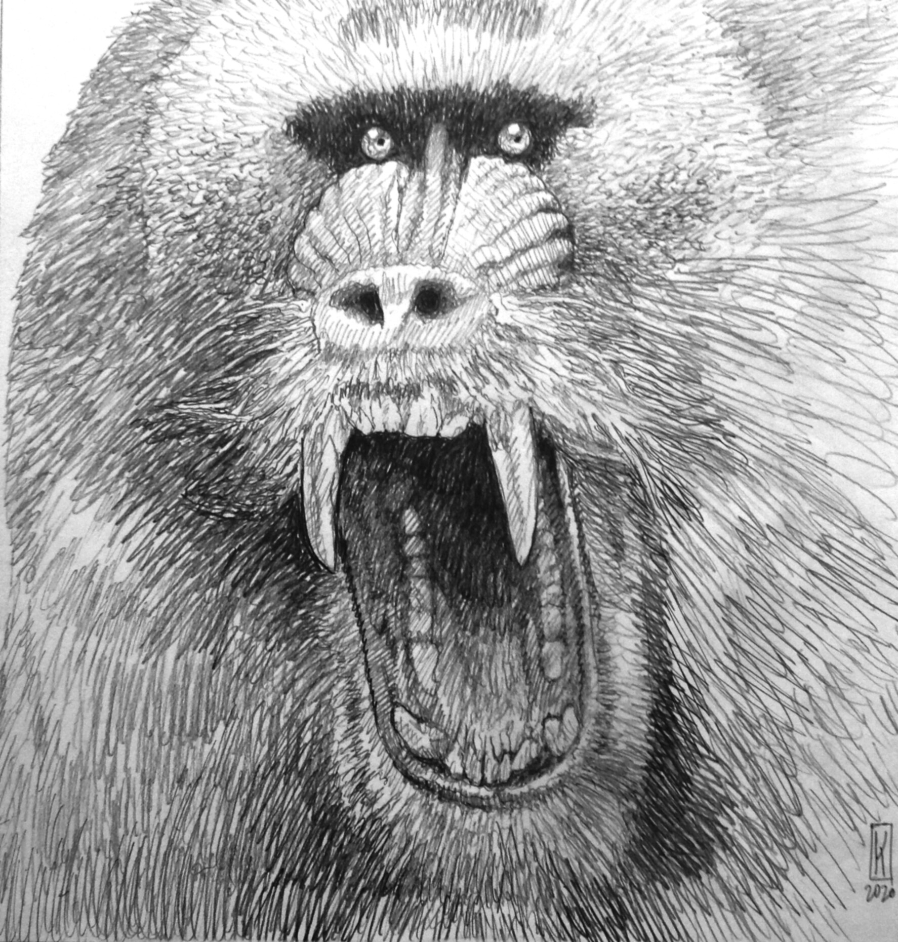 ArtStation - Mandrill