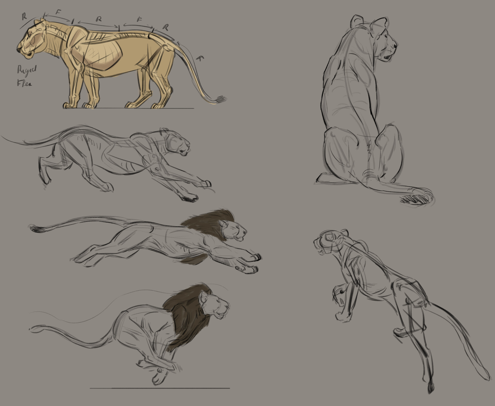 ArtStation - Cat Anatomy