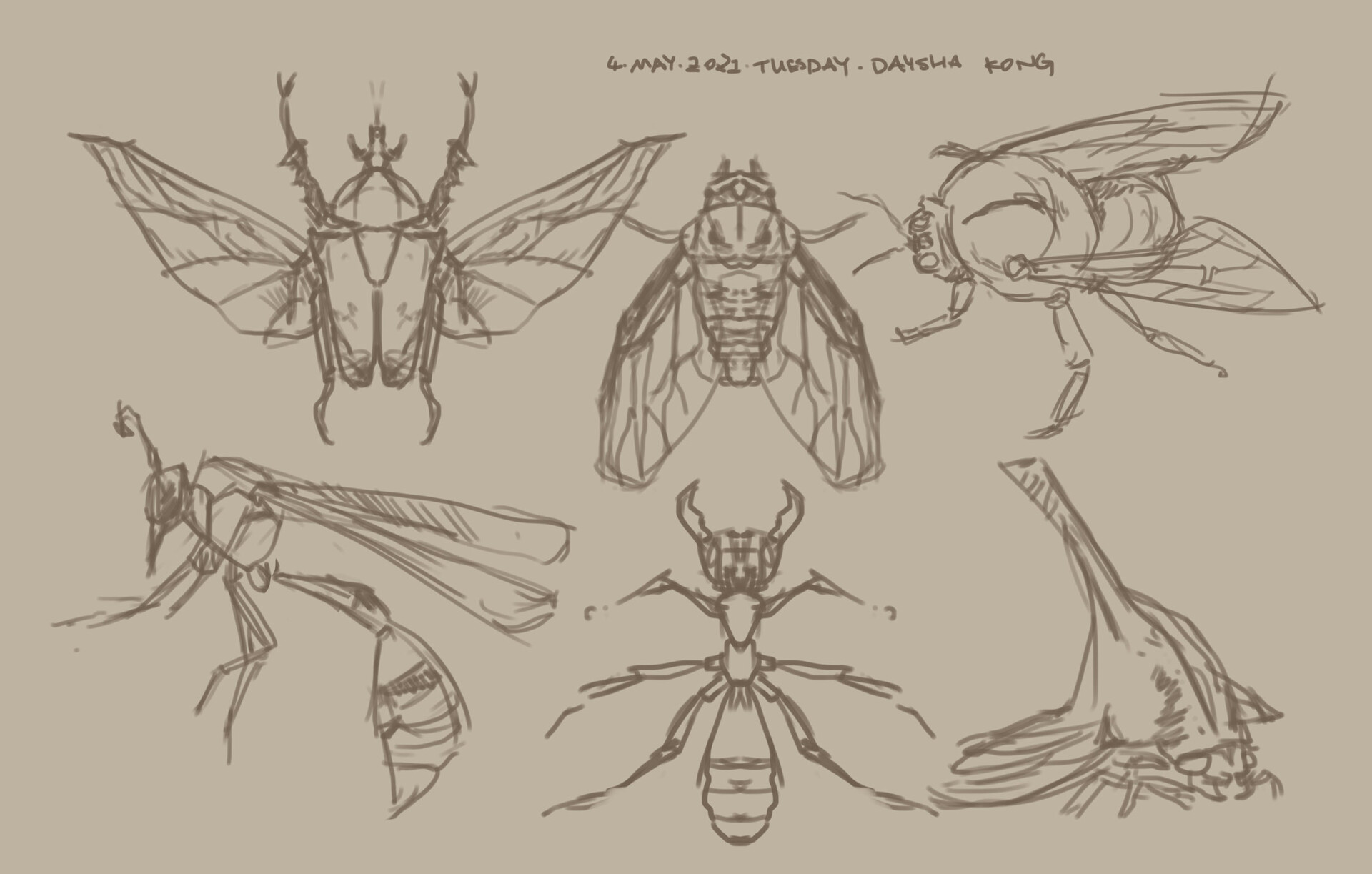 ArtStation - Insects sketches