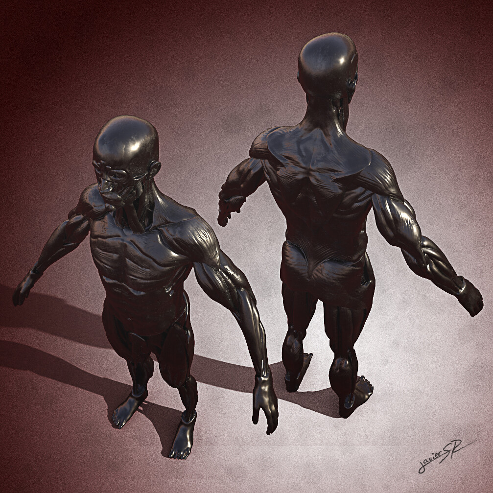 ArtStation - Ecorché. Male anatomy study