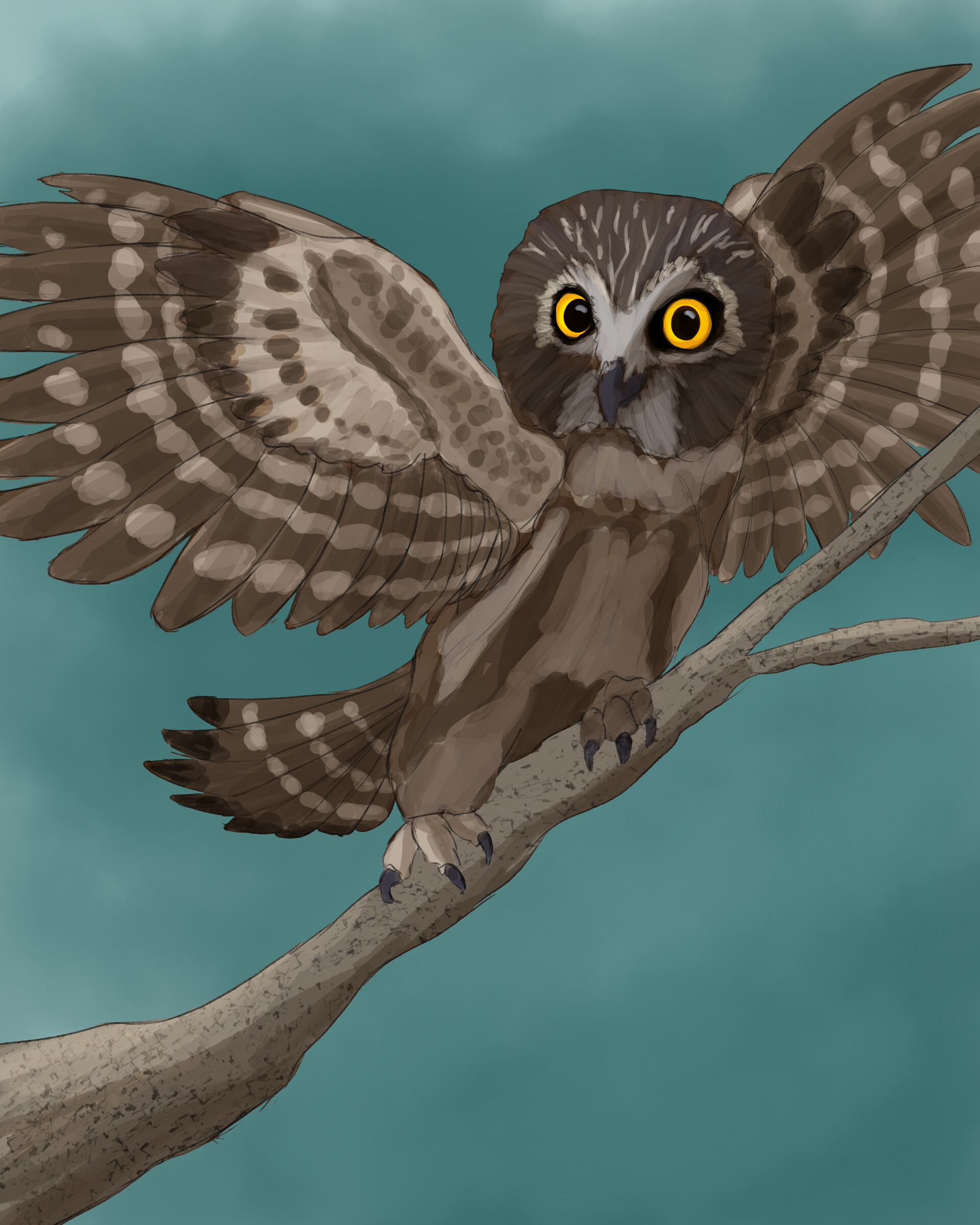 René Westerveld - Northern saw-whet owl