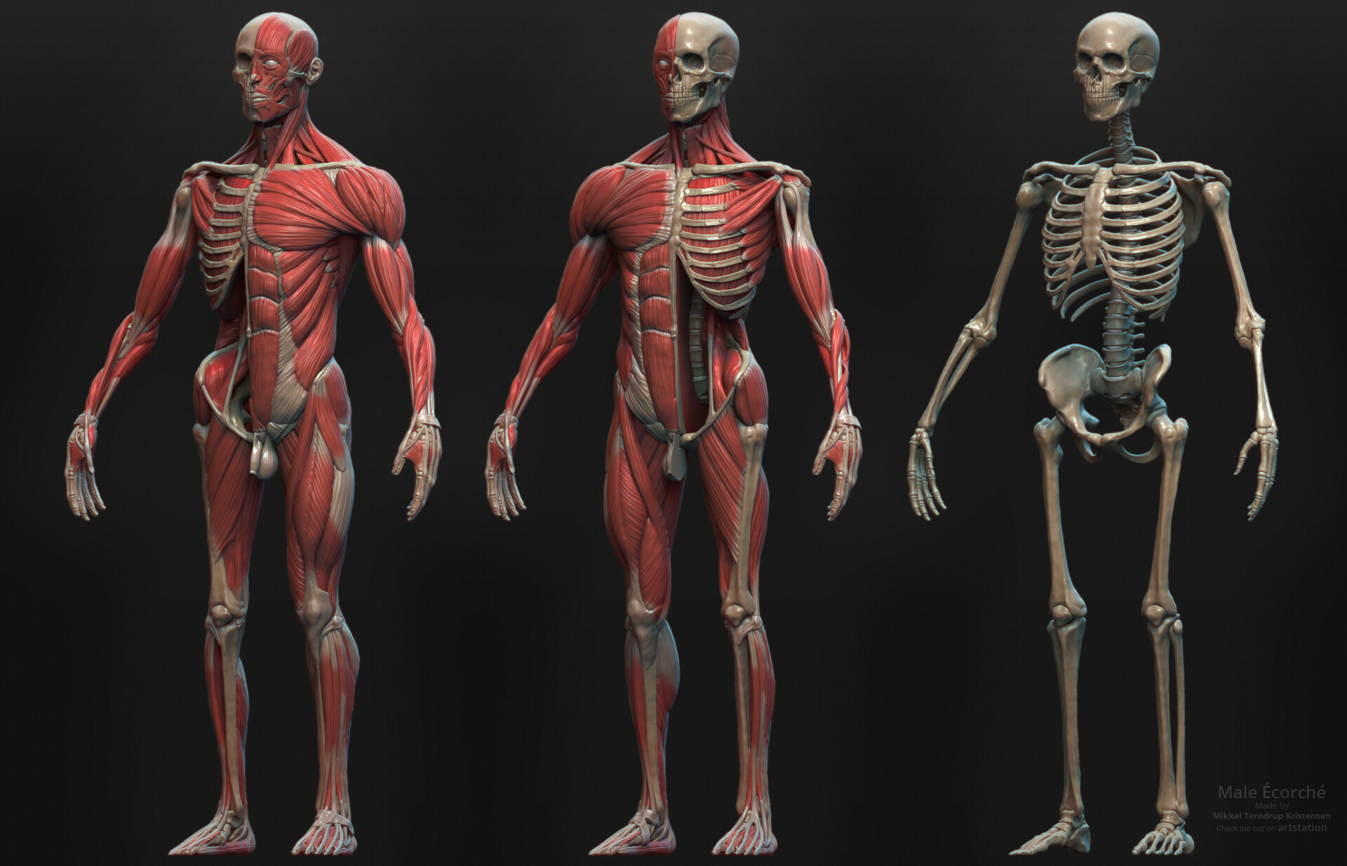 Mikkel Terndrup Kristensen - Male Ecorche Model