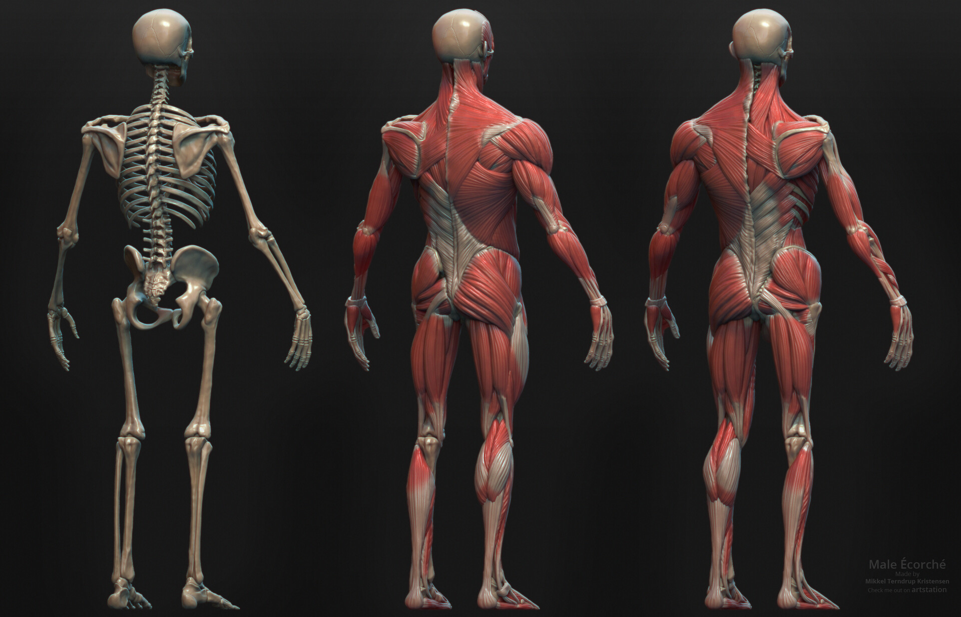 Mikkel Terndrup Kristensen - Male Ecorche Model