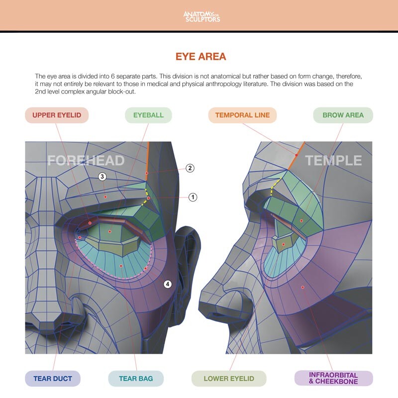 ArtStation - Eye area - form of the head