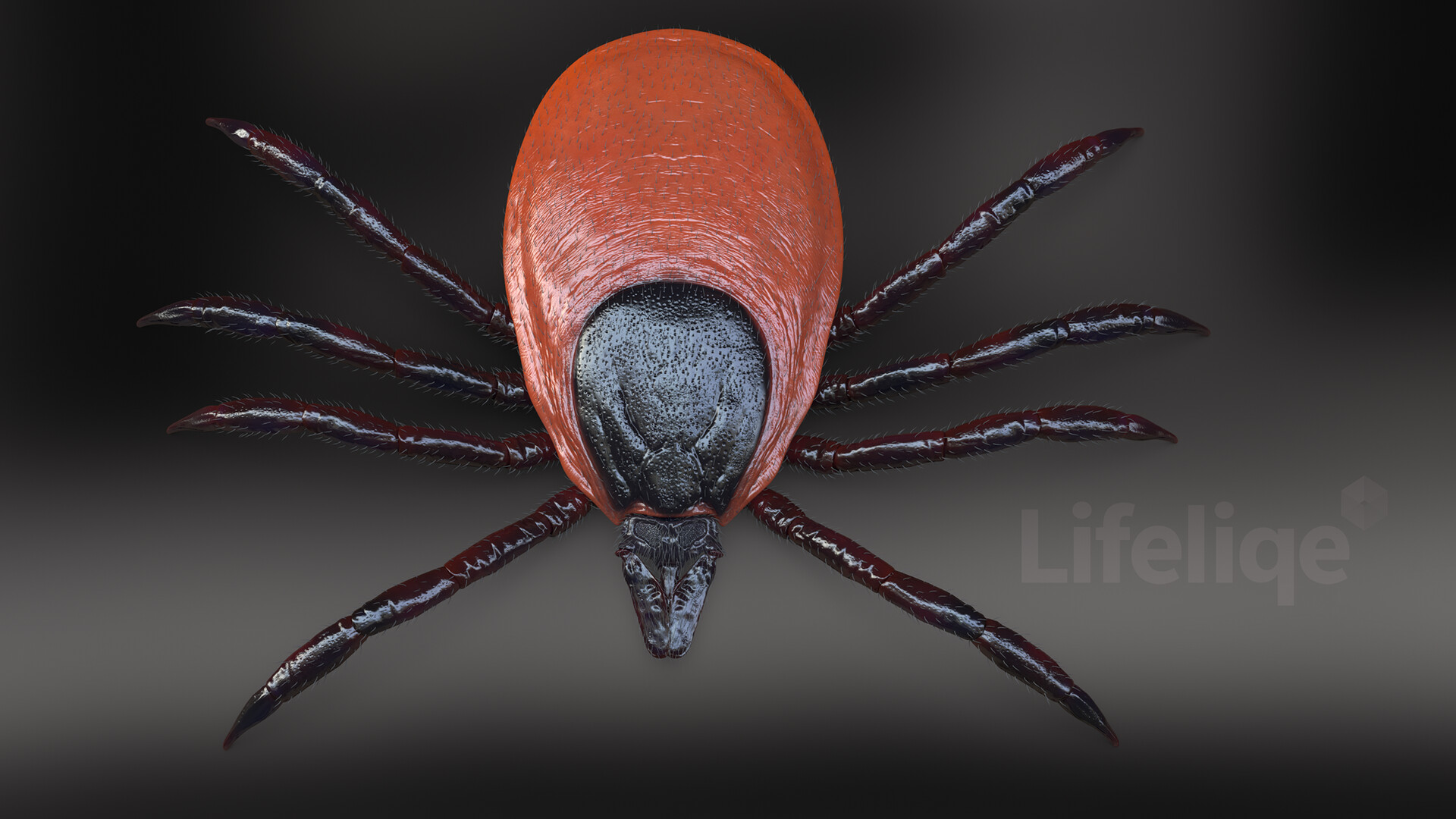 Roman Mrazek - Castor bean tick ( Ixodes ricinus )