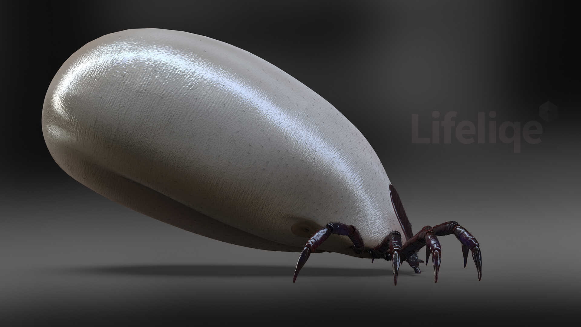 Roman Mrazek - Castor bean tick ( Ixodes ricinus )