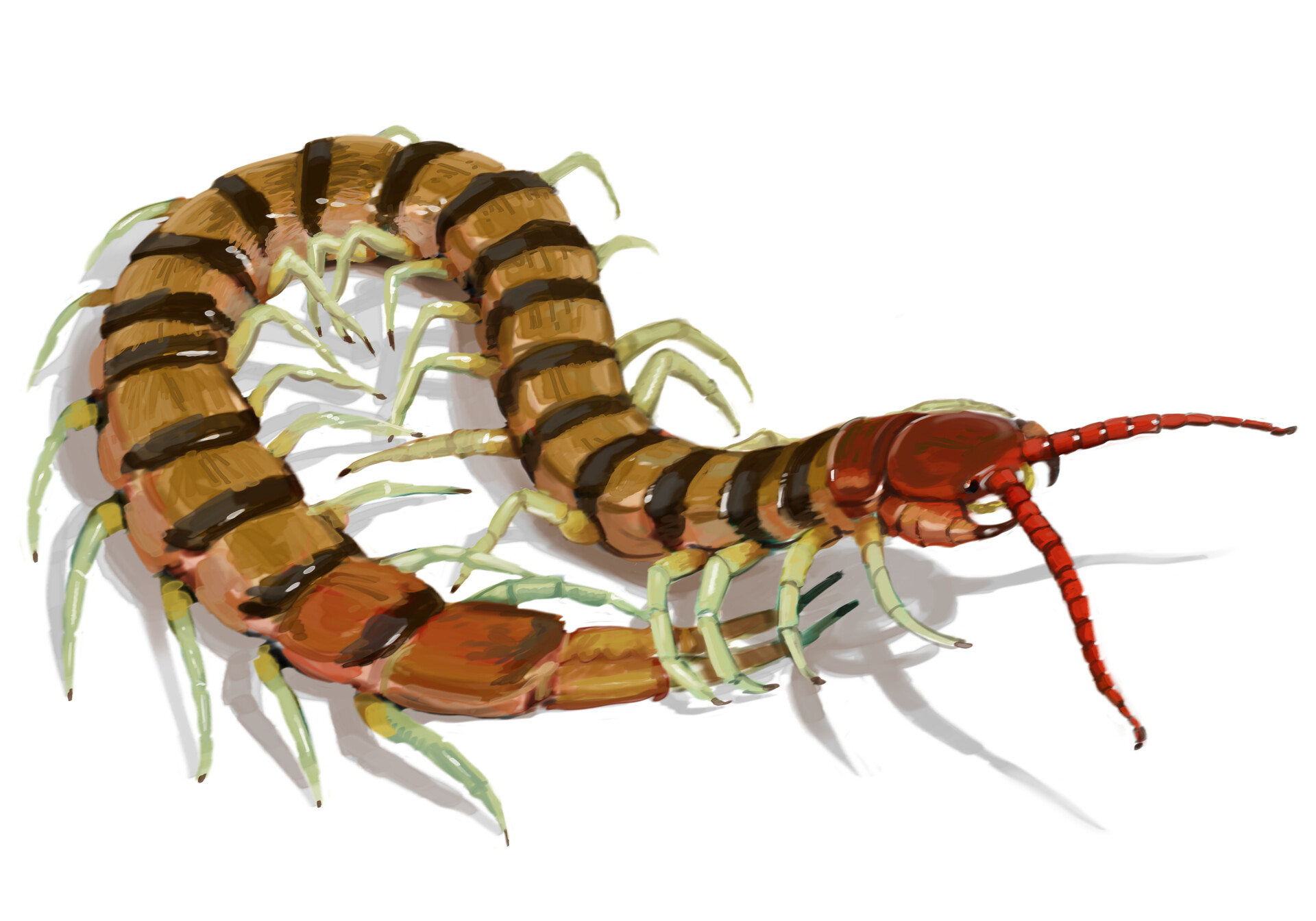 ArtStation - Centipede Study