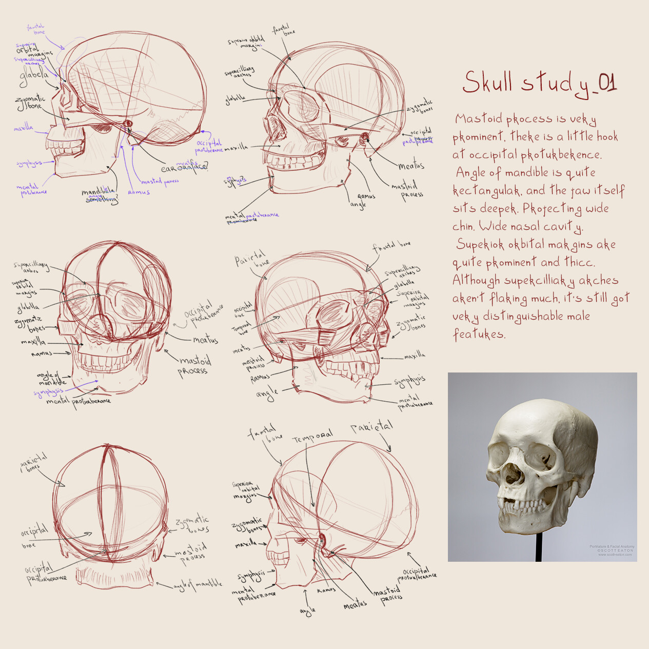 ArtStation - skull anatomy study