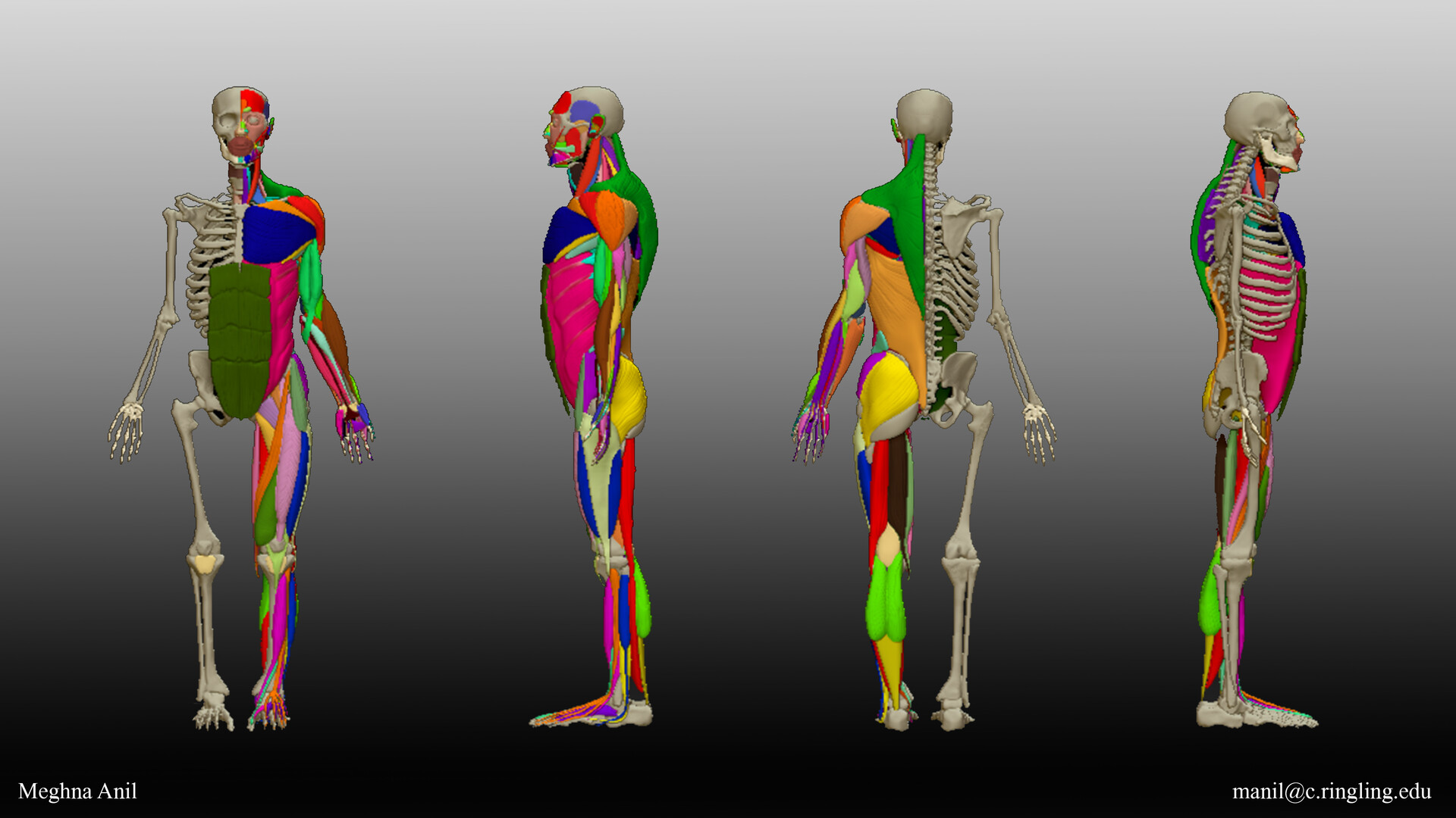 ArtStation - Digital Ecorche