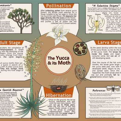 fucus life cycle type
