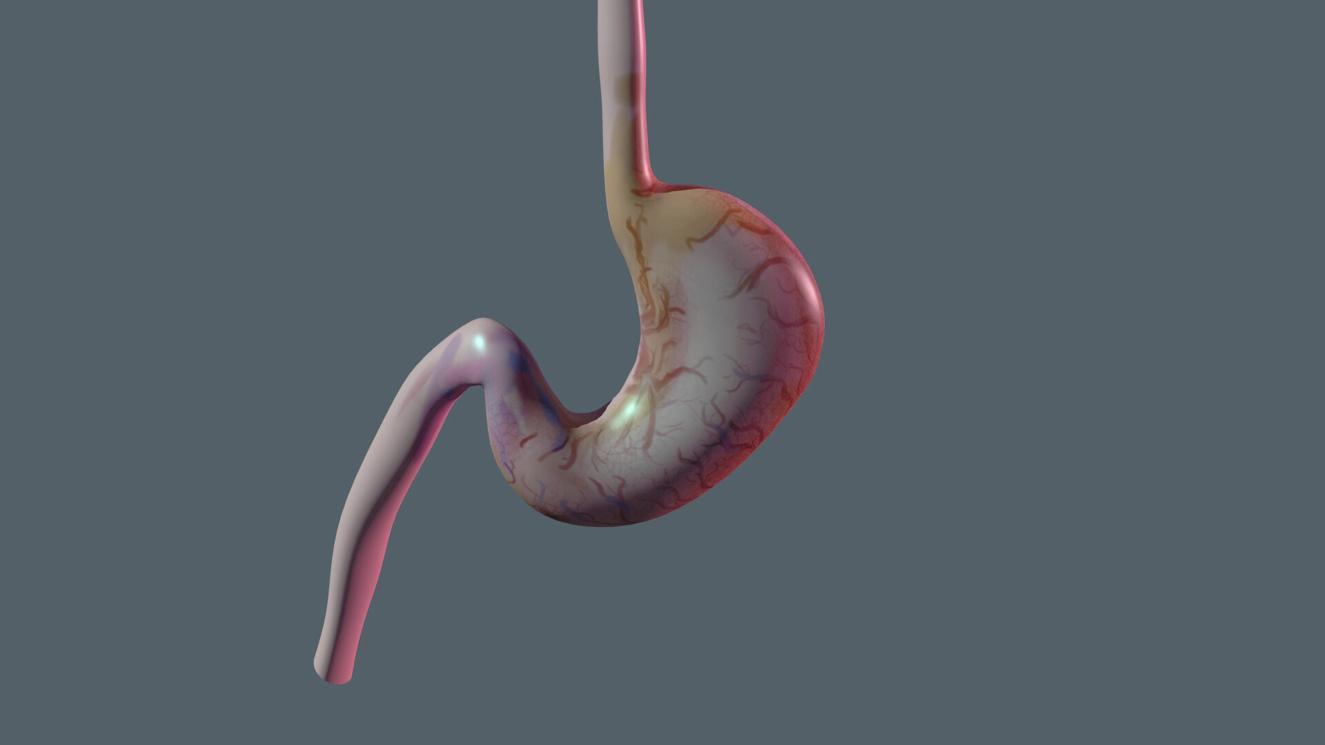 ArtStation - Stomach Model