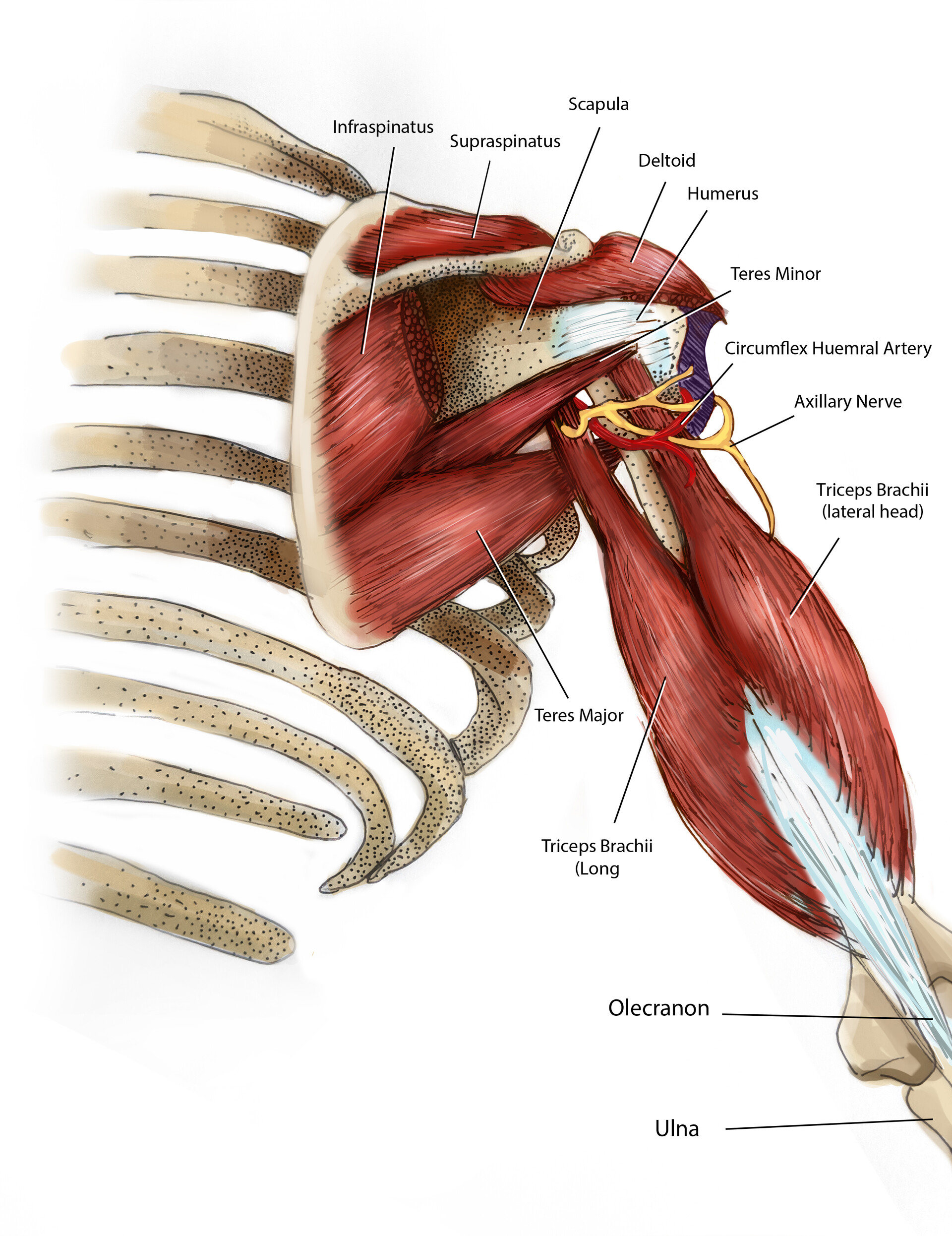 Quadrangular Space And Triangular Space