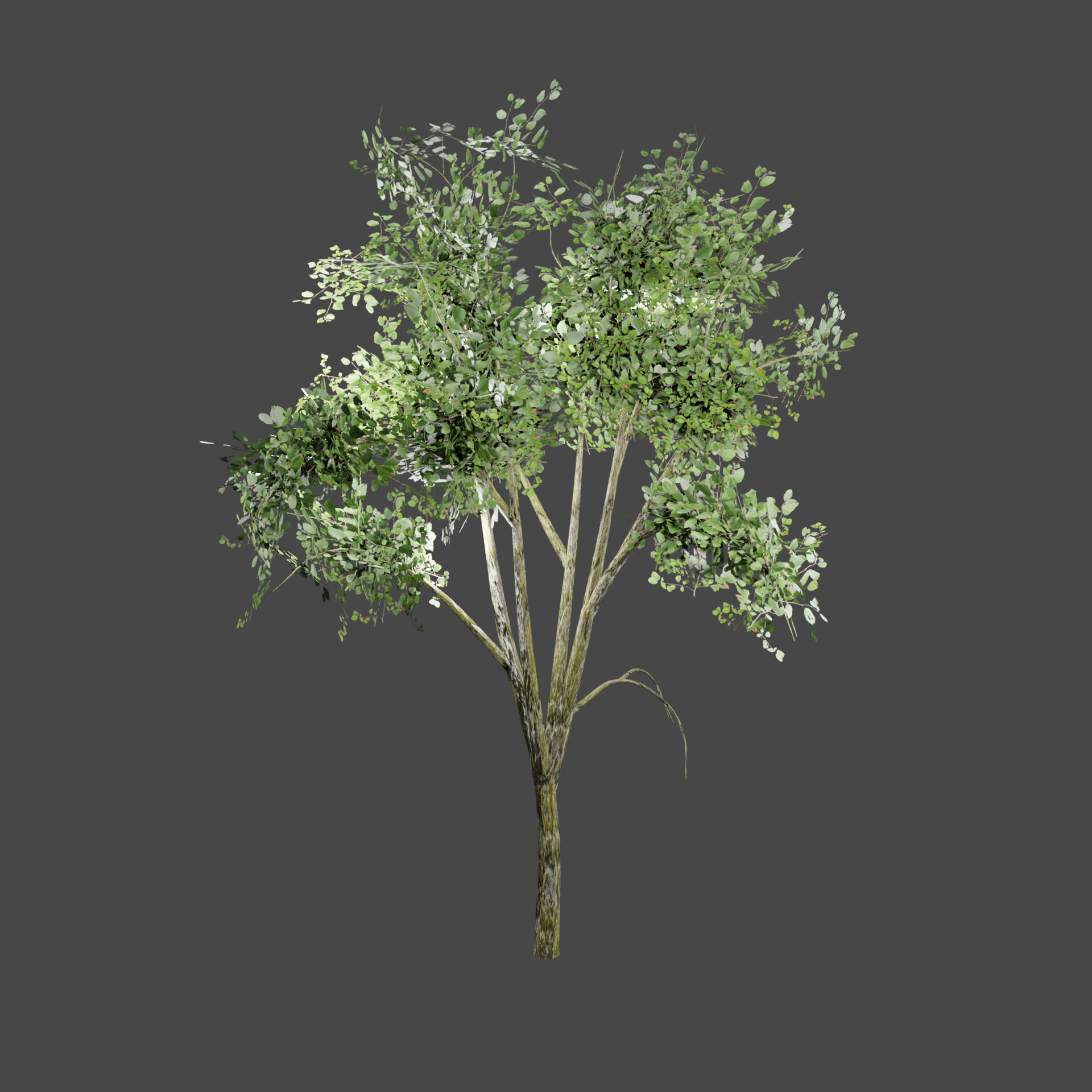 ArtStation - Tree (Realistic) 🌳