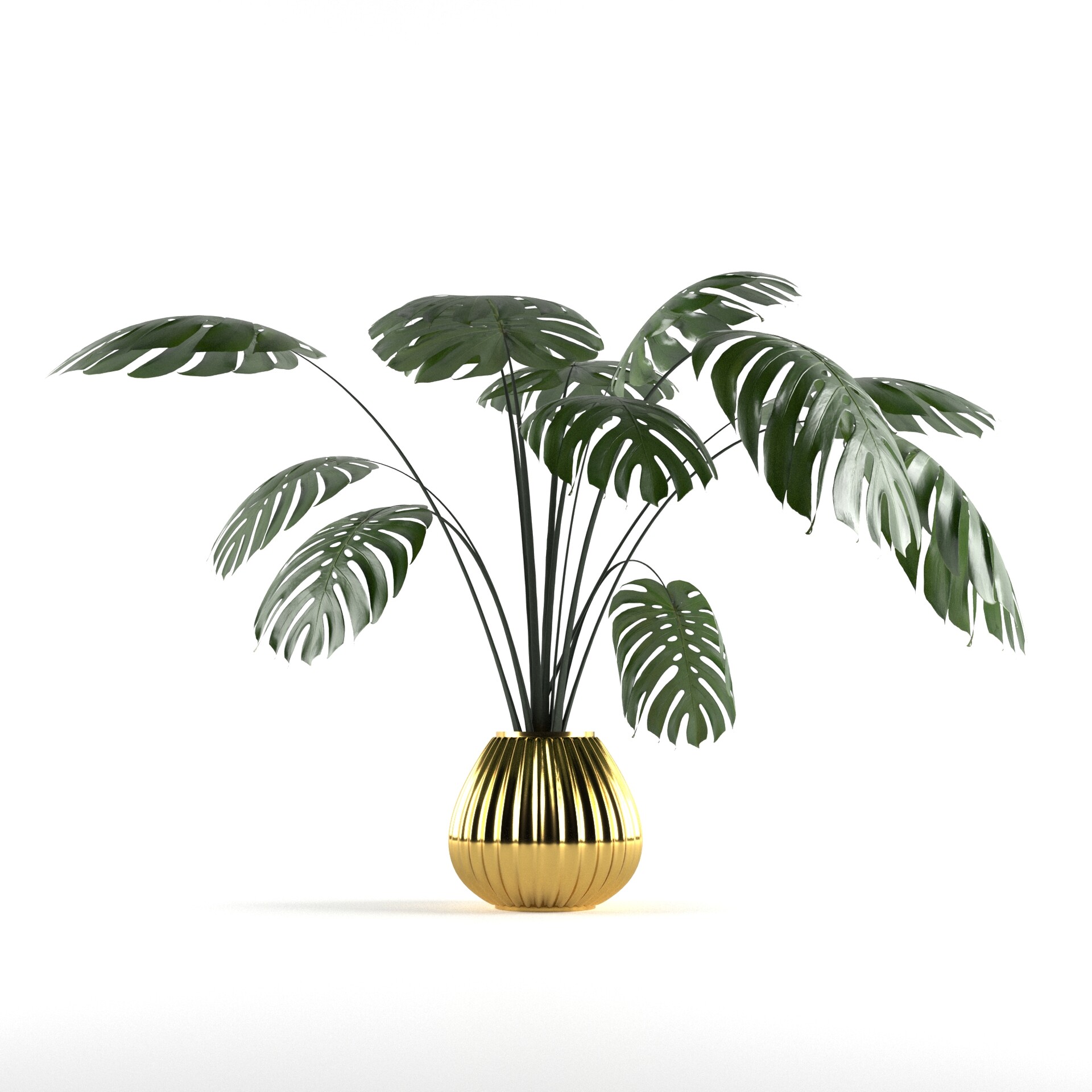 Easy vertex - Monstera deliciosa plant