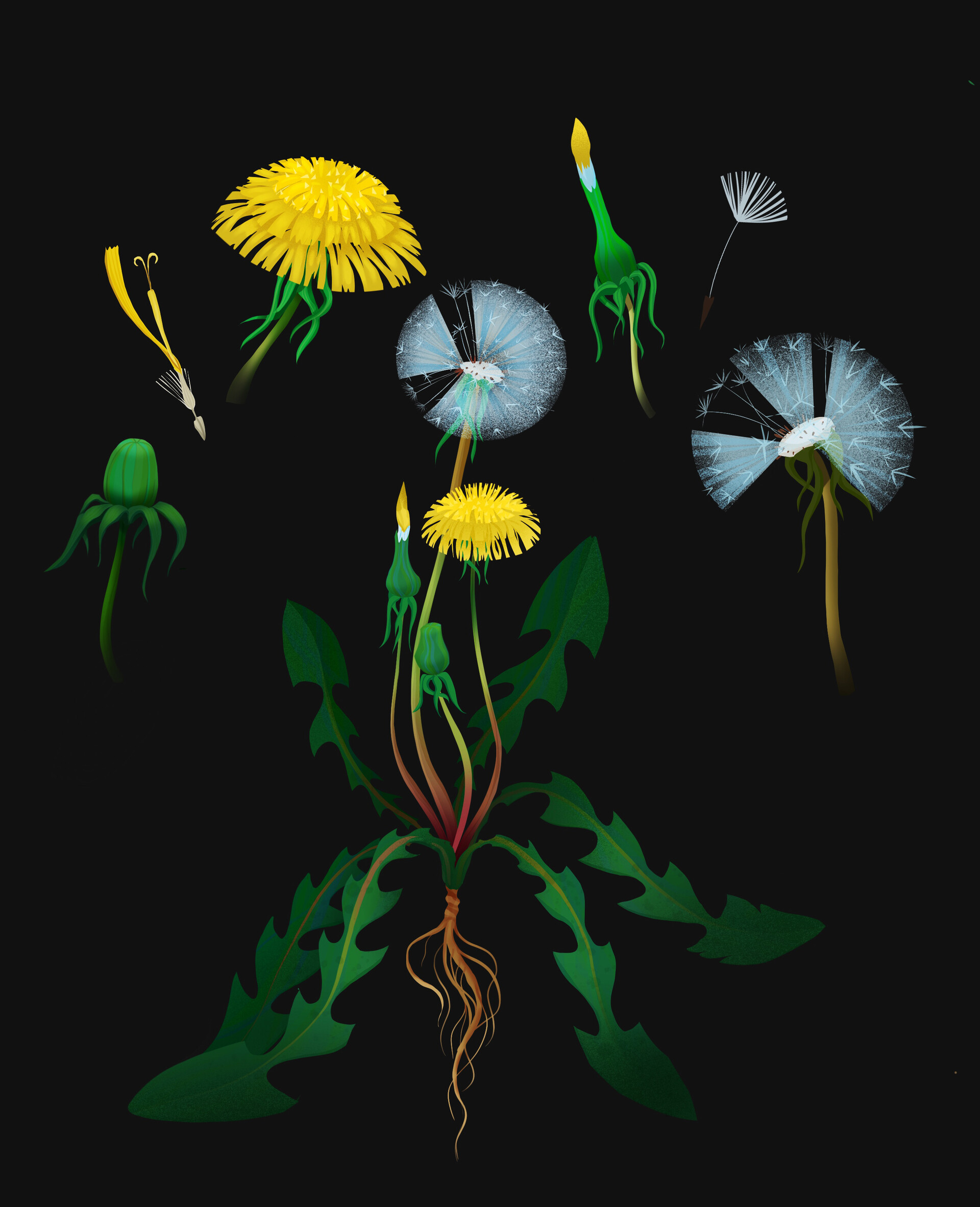 ArtStation - Botanical stylization