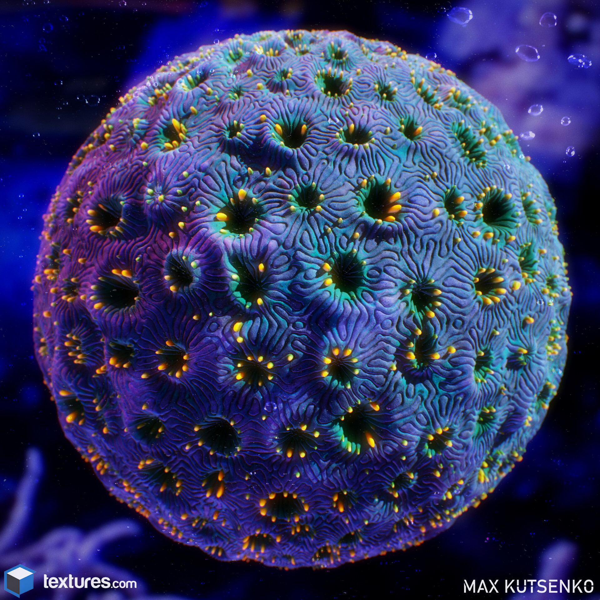 Max Kutsenko - Pavona