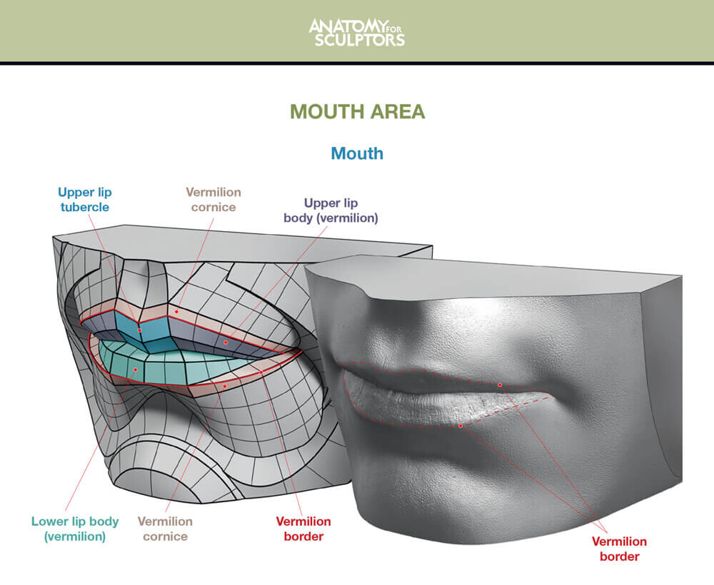 Lower Lip Anatomy