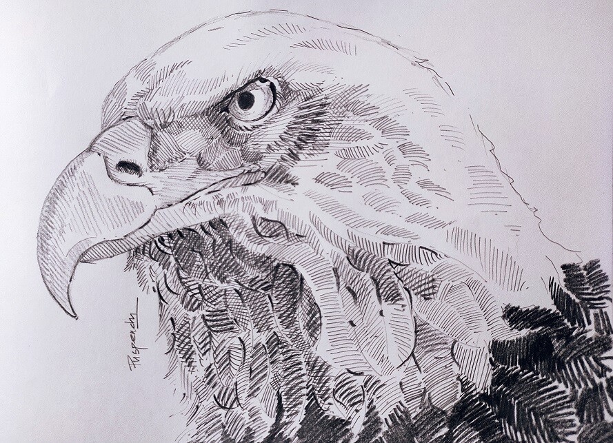 ArtStation - Eagle Face-2