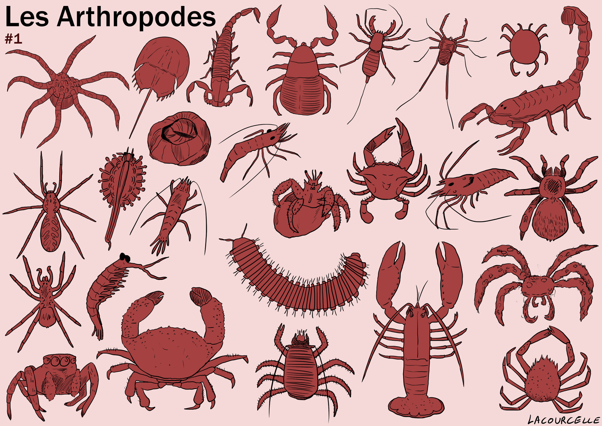 ArtStation - Les Arthropodes
