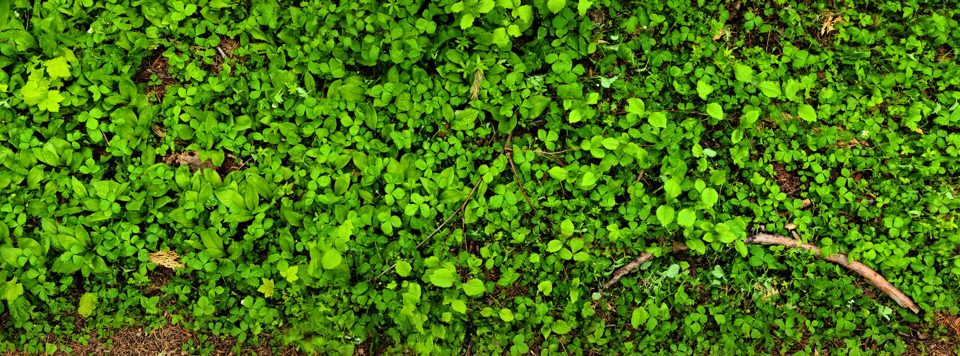 ArtStation - Undergrowth