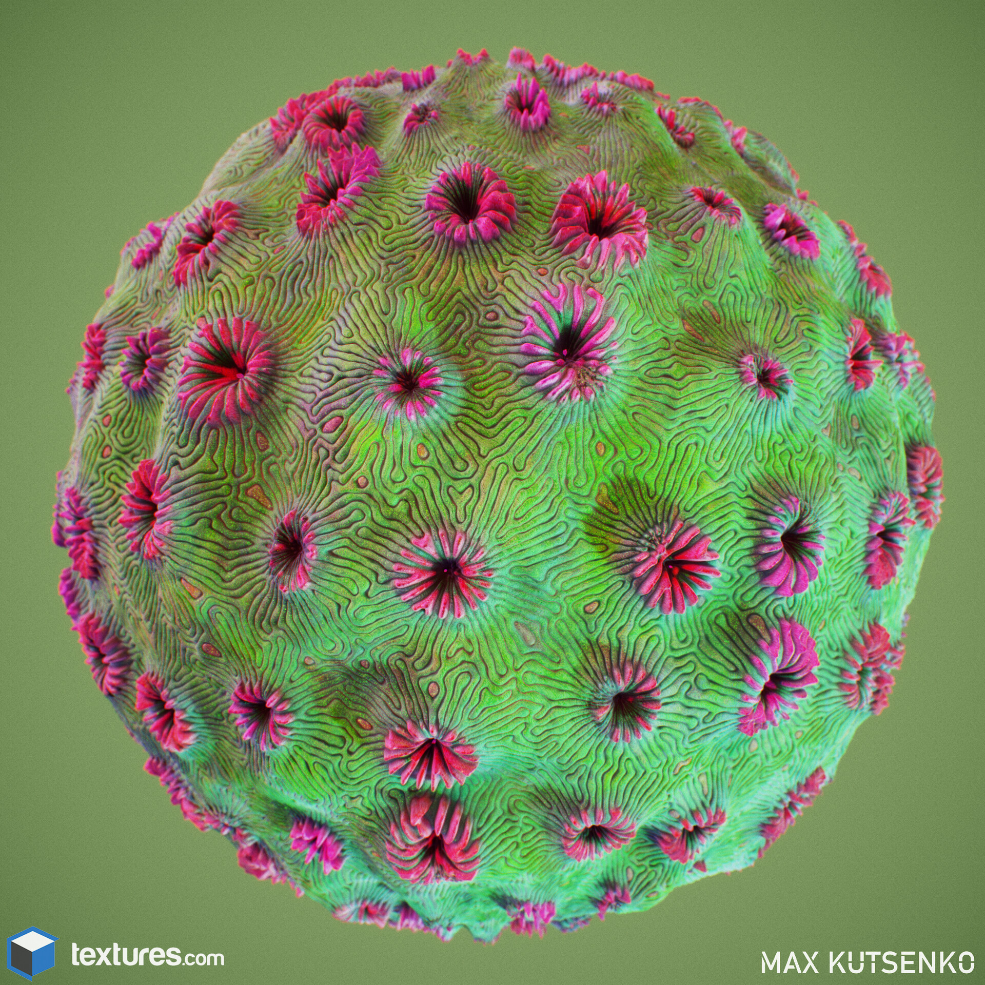 Max Kutsenko - Pavona maldivensis